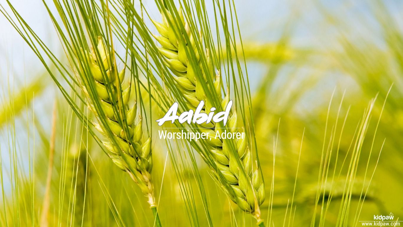 Aabid 3D Name Wallpaper for Mobile, Write عابد Name on Photo Online