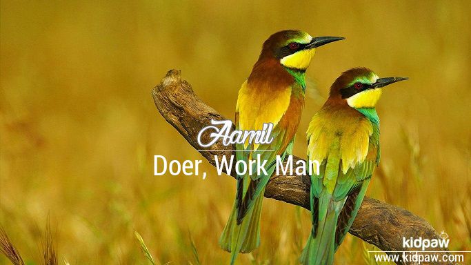 Aamil Name Meaning in English & Urdu, Origin, Luck Number