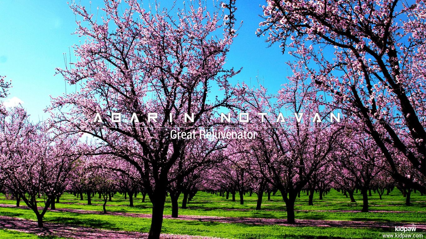 Abarin Notavan Name Meaning in English & Urdu, Origin, Luck Number