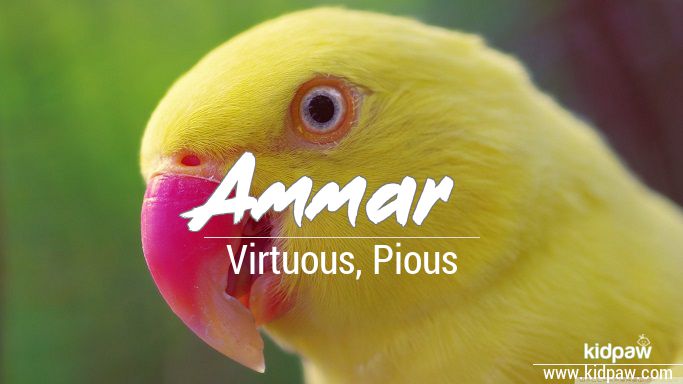 Ammar Name Meaning in English & Urdu, Origin, Luck Number