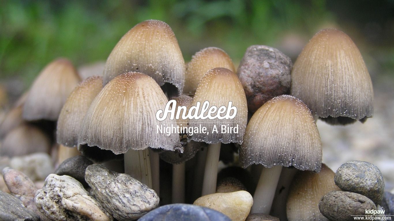 Andleeb 3D Name Wallpaper for Mobile, Write عندلیب Name on Photo Online