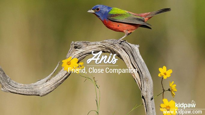 Anis 3D Name Wallpaper for Mobile, Write انیس Name on Photo Online