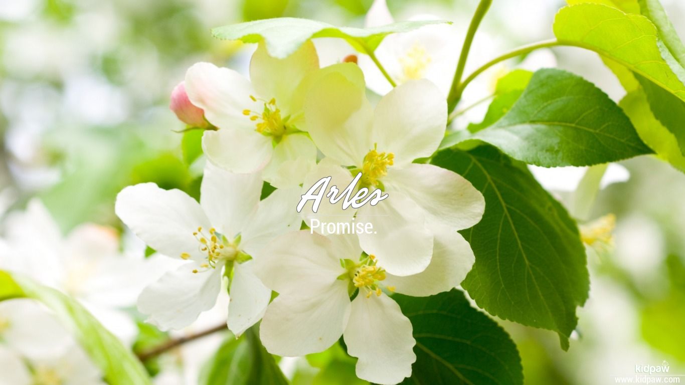 Arles 3D Name Wallpaper for Mobile, Write Name on Photo Online