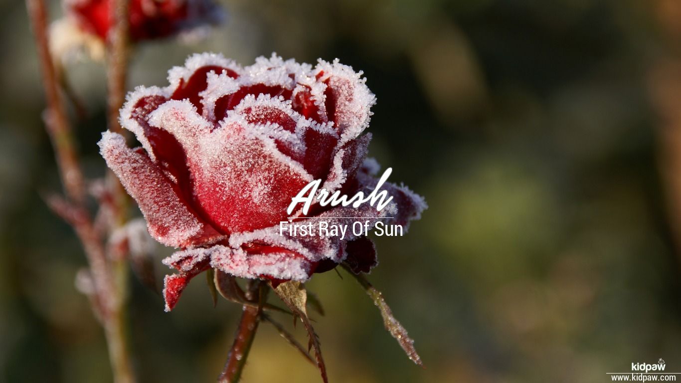 अरूष | Arush Name Meaning in Hindi & English, Rashi, Nakshatra, Origin ...
