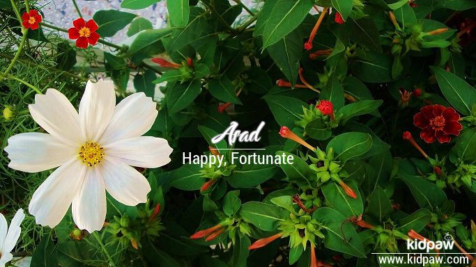 Asad Name Meaning in English & Urdu, Origin, Luck Number