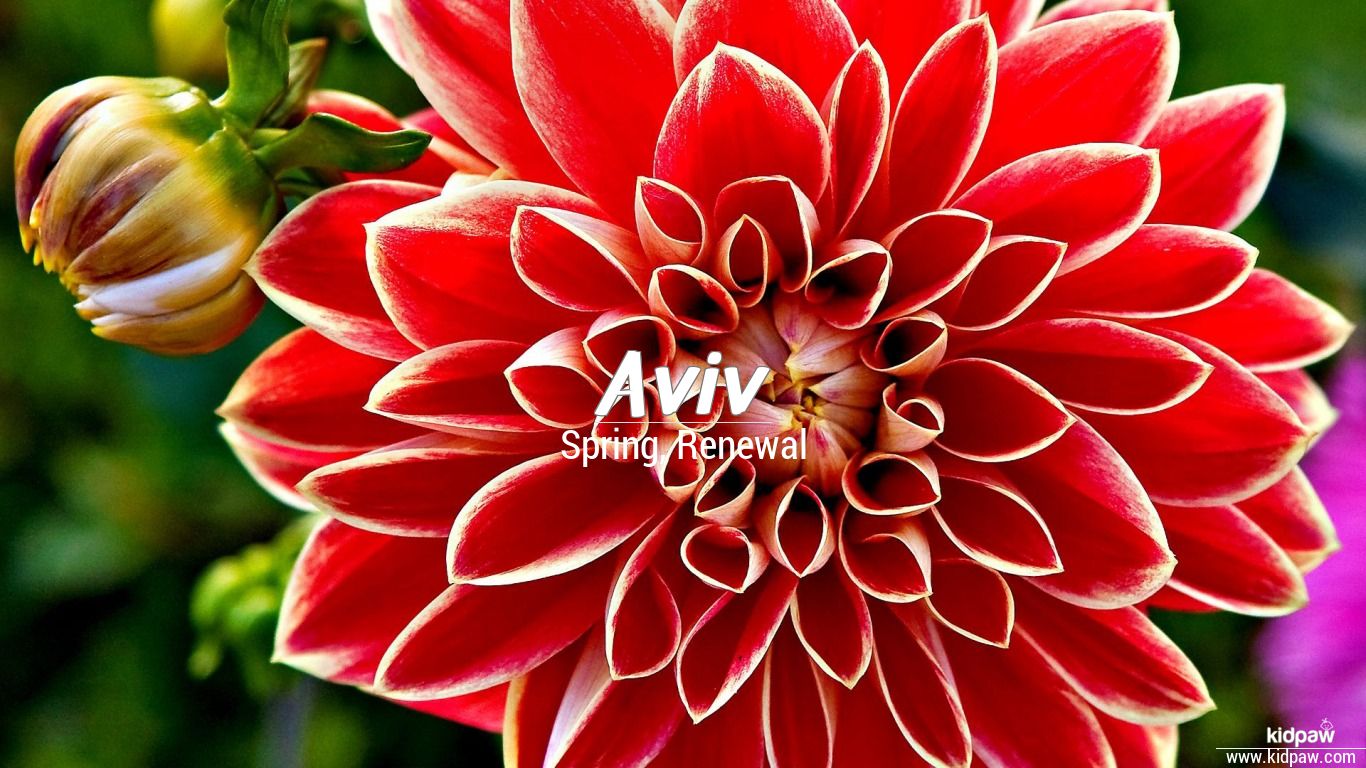 Aviv 3D Name Wallpaper for Mobile, Write Name on Photo Online