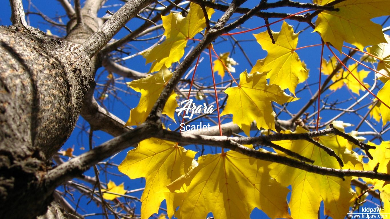 Azara 3D Name Wallpaper for Mobile, Write Name on Photo Online