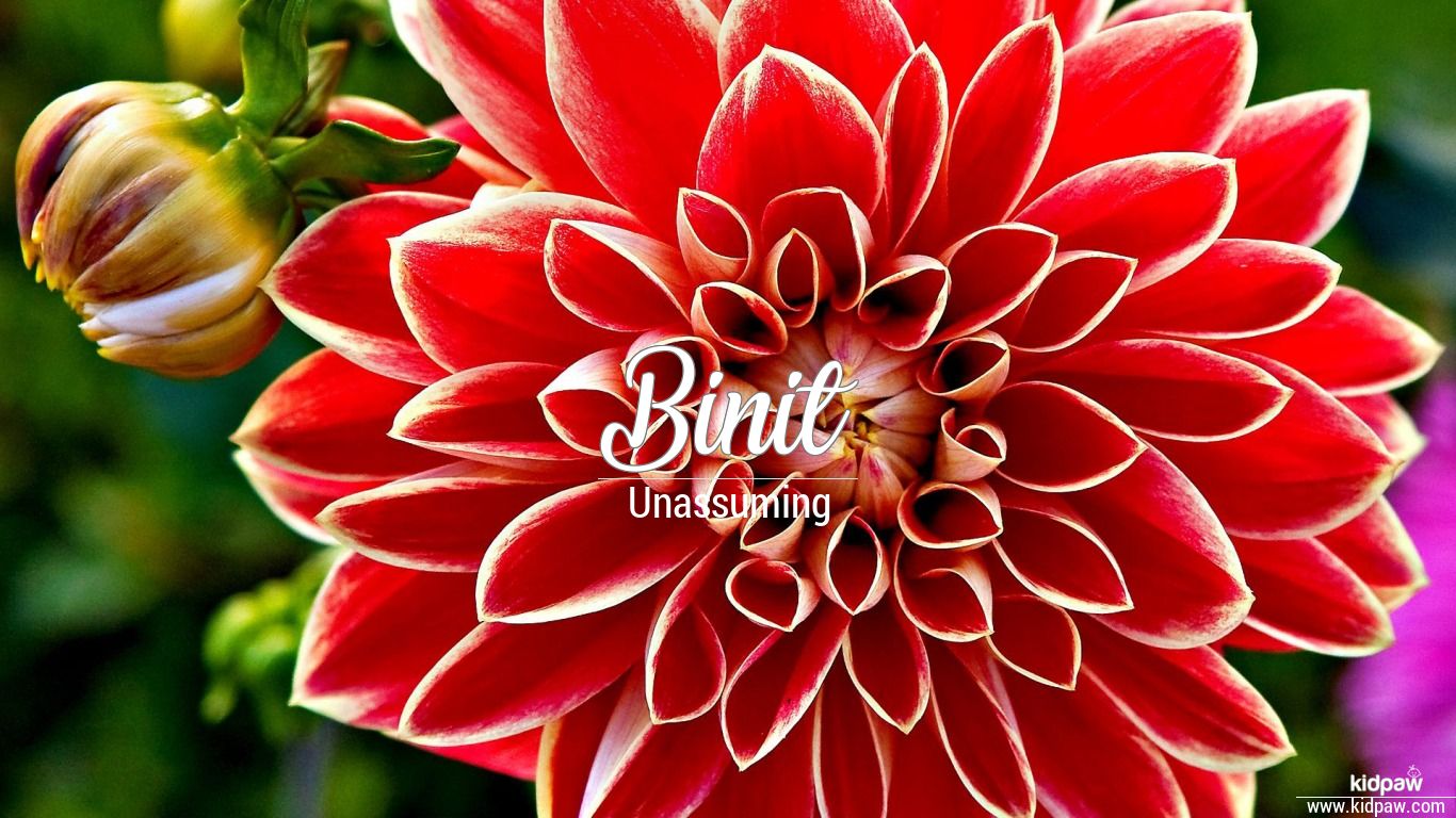 बिनीत | Binit Name Meaning in Hindi & English, Rashi, Nakshatra, Origin ...