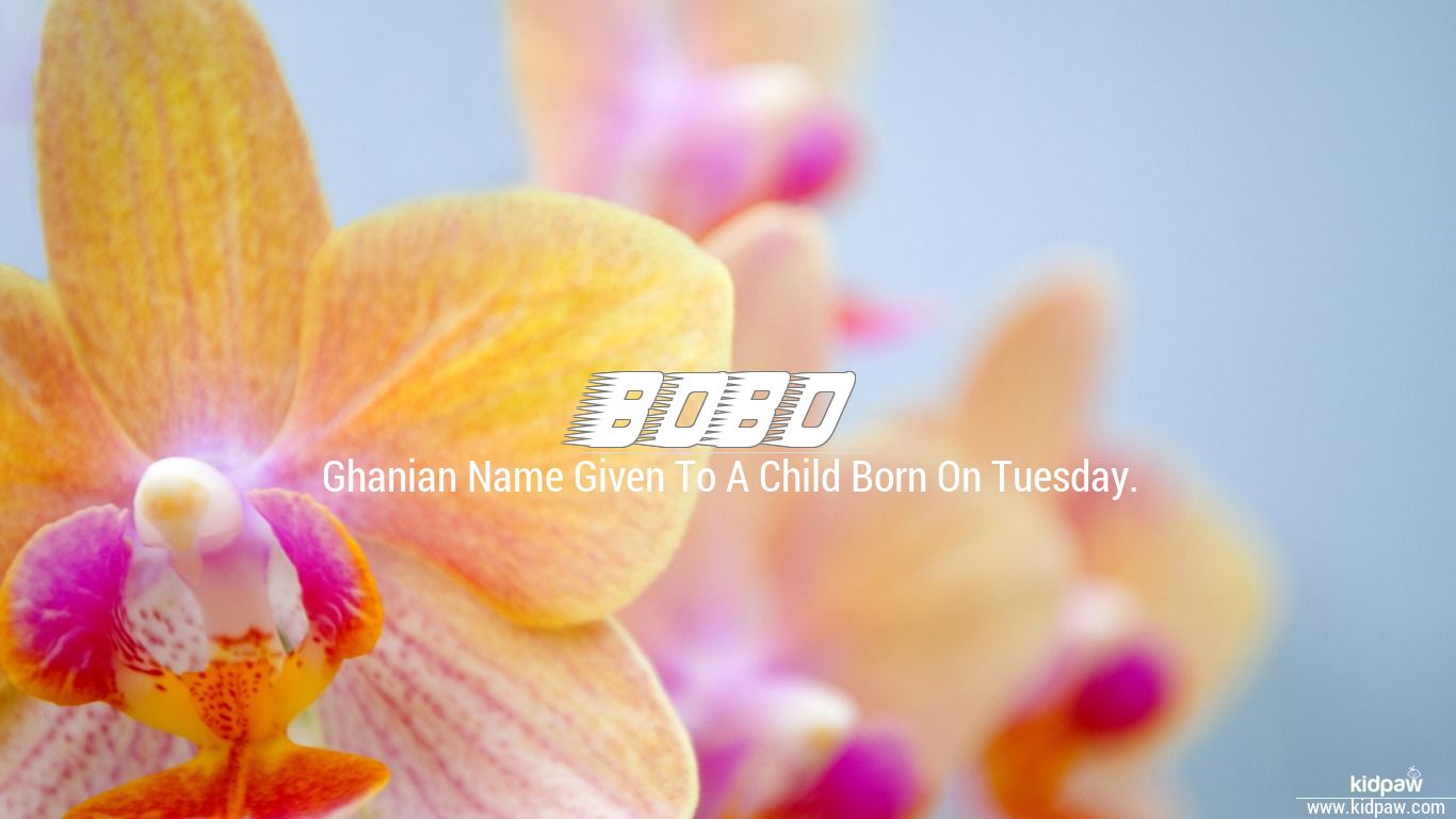 How to Pronounce Bobo in English, French, Spanish & 0 Different Languages