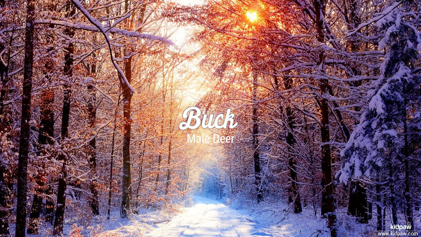 Buck 3D Name Wallpaper for Mobile, Write Name on Photo Online
