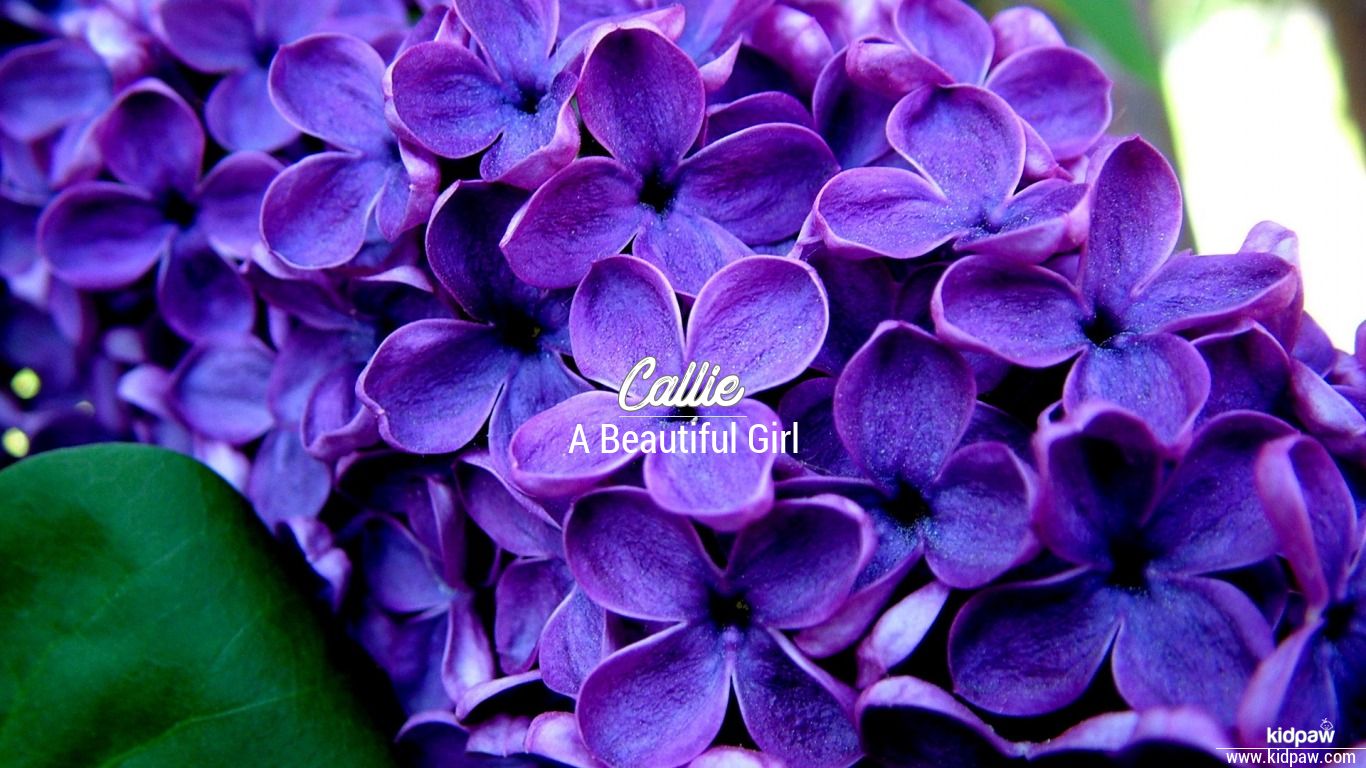 Callie 3D Name Wallpaper for Mobile, Write Name on Photo Online