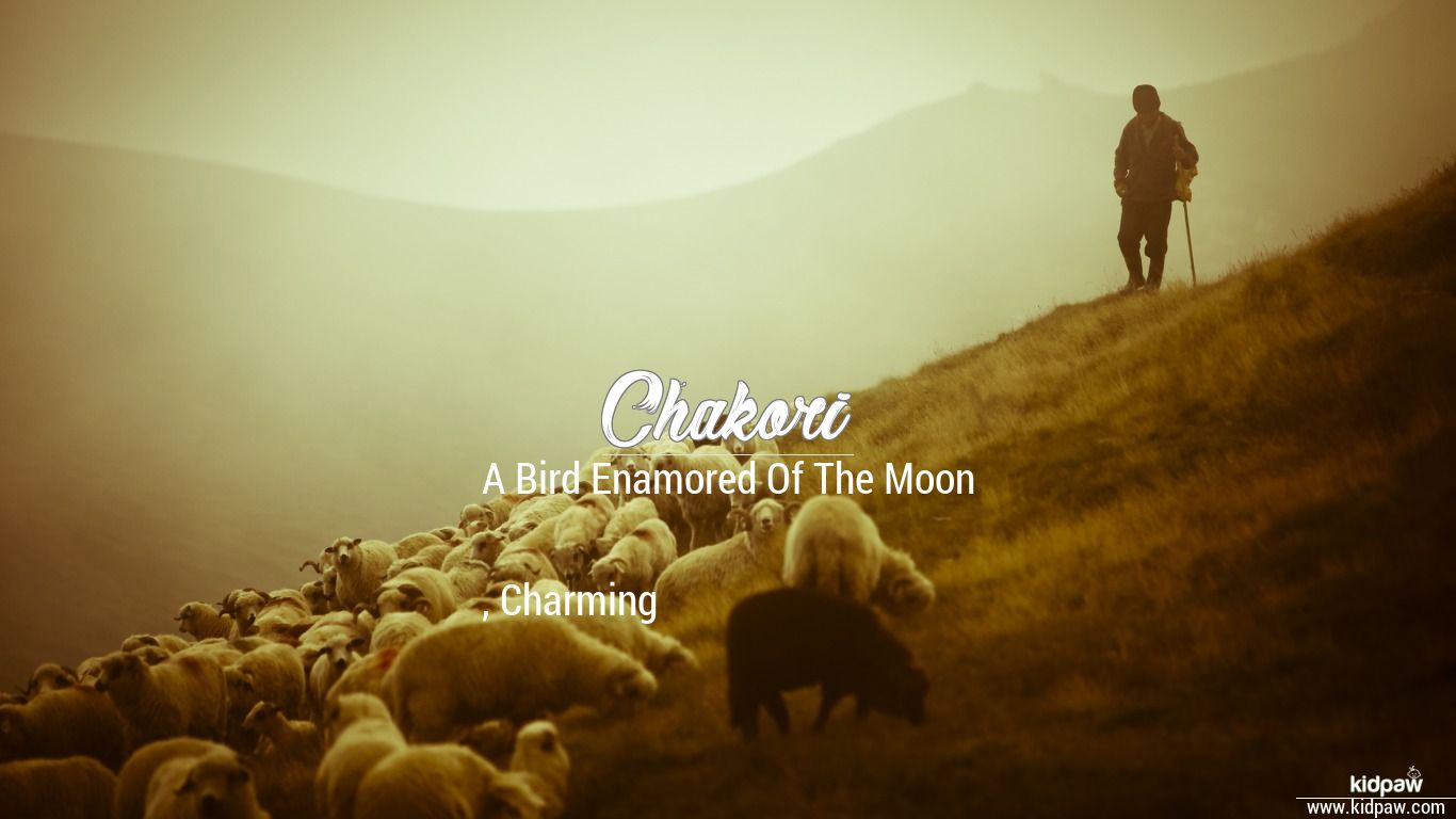 Chakori 3D Name Wallpaper for Mobile, Write چکوری Name on Photo Online