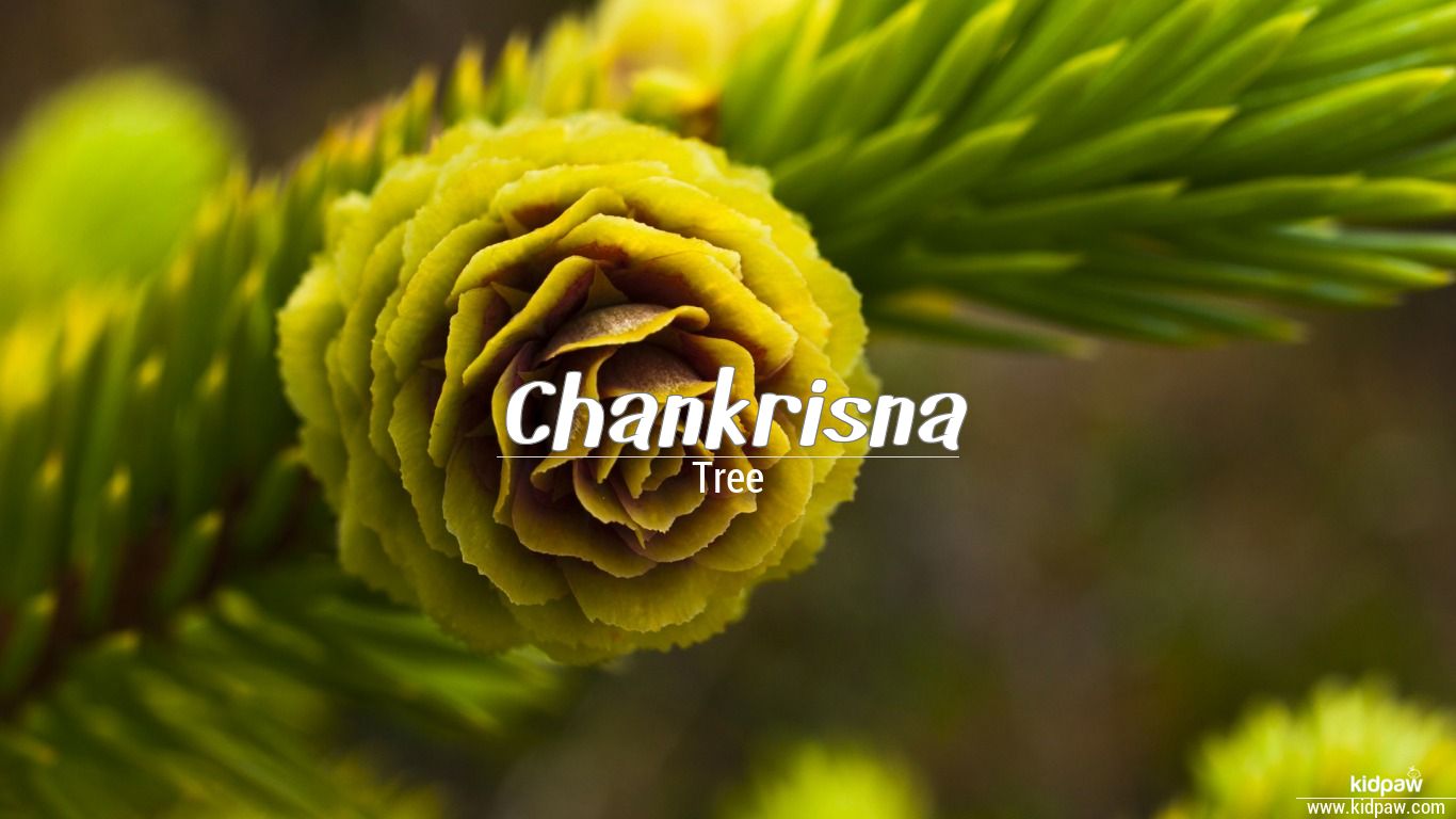 Chankrisna 3D Name Wallpaper for Mobile, Write Name on Photo Online