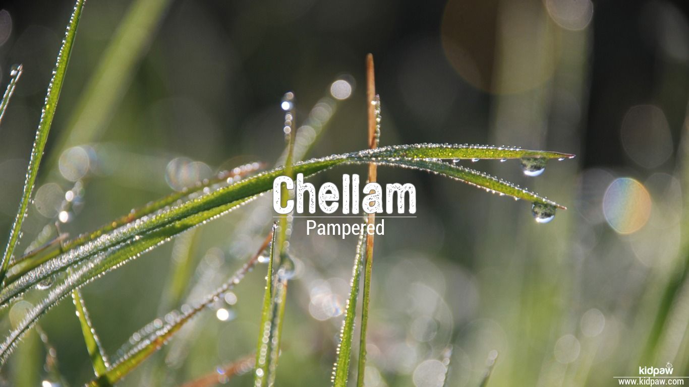 Chellam 3D Name Wallpaper for Mobile, Write चेल्लाम Name on Photo Online
