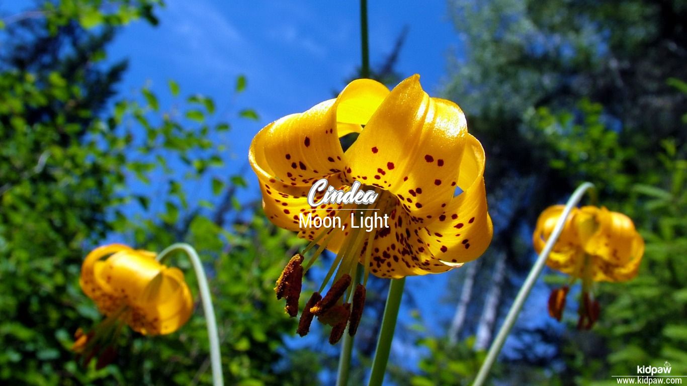 Cindea 3D Name Wallpaper for Mobile, Write Name on Photo Online