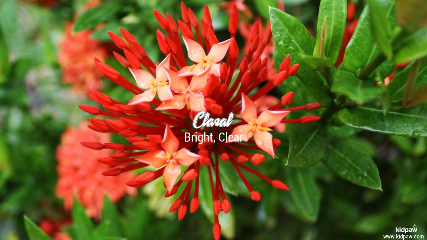 Claral Meanings in English, Popularity, Origin