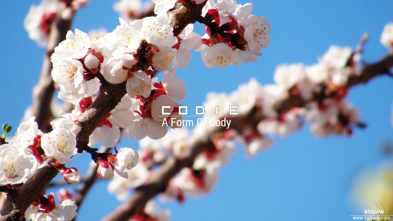 Codie 3D Name Wallpaper for Mobile, Write Name on Photo Online