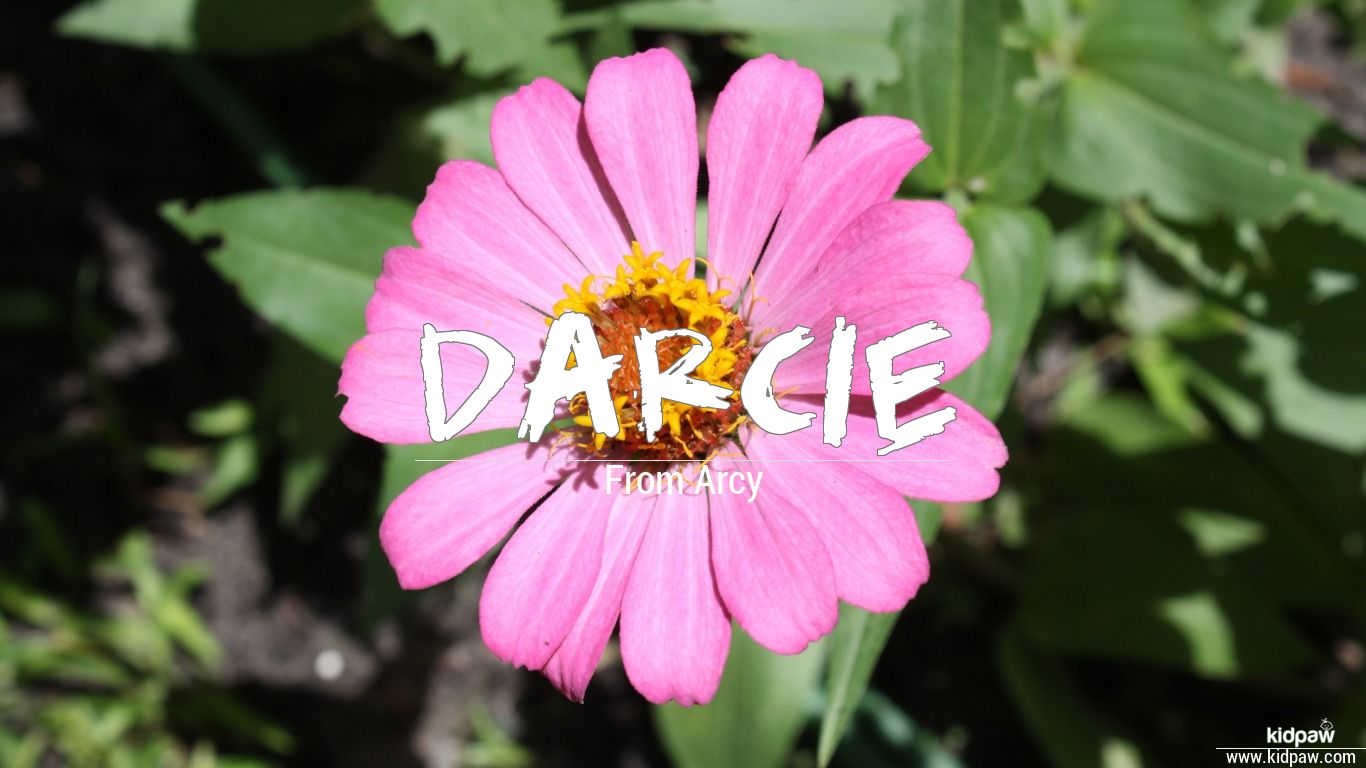 Darcie Meanings in English, Popularity, Origin
