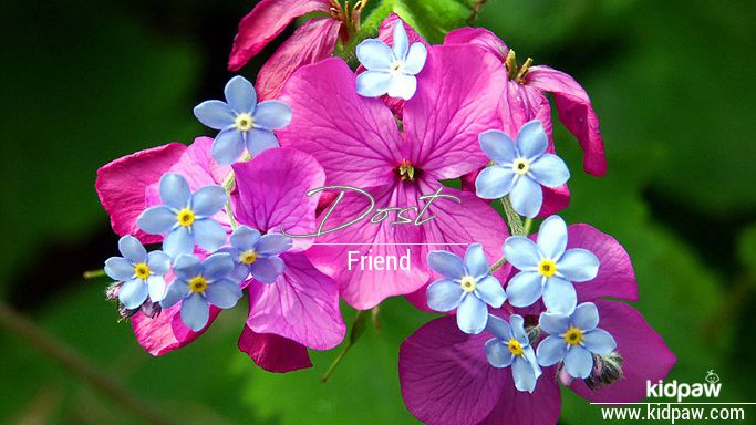 Dost 3D Name Wallpaper for Mobile, Write دوست Name on Photo Online