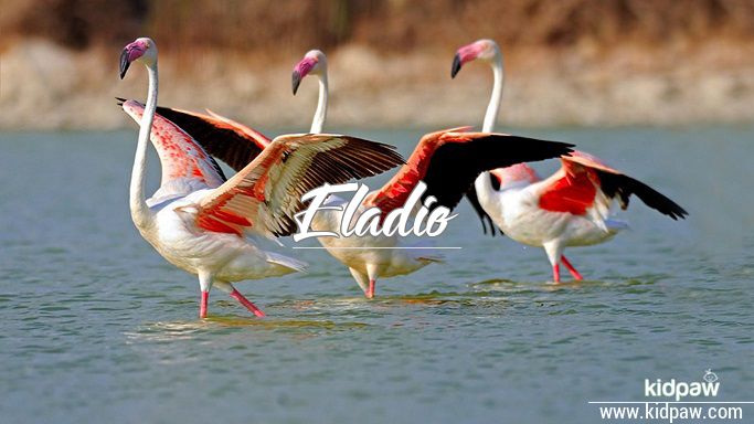 Eladio 3D Name Wallpaper for Mobile, Write Name on Photo Online