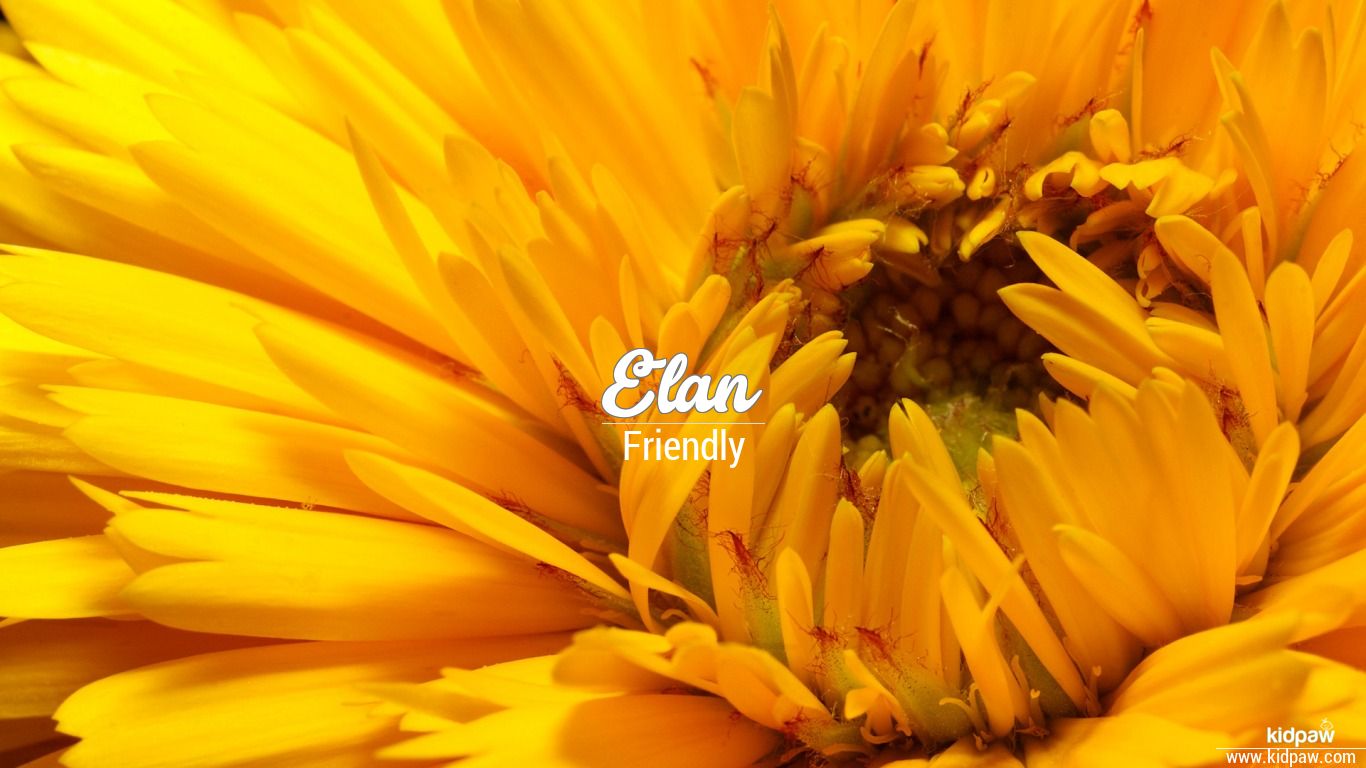 Elan 3D Name Wallpaper for Mobile, Write Name on Photo Online