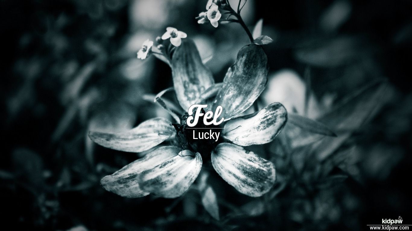 Fel 3D Name Wallpaper for Mobile, Write Name on Photo Online