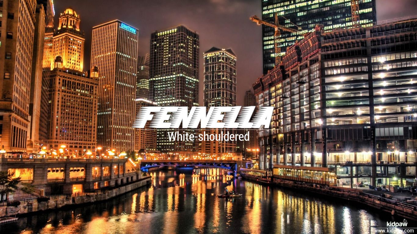 Fennella 3D Name Wallpaper for Mobile, Write Name on Photo Online