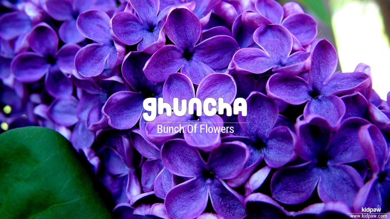 Ghuncha 3D Name Wallpaper for Mobile, Write غنچہ Name on Photo Online