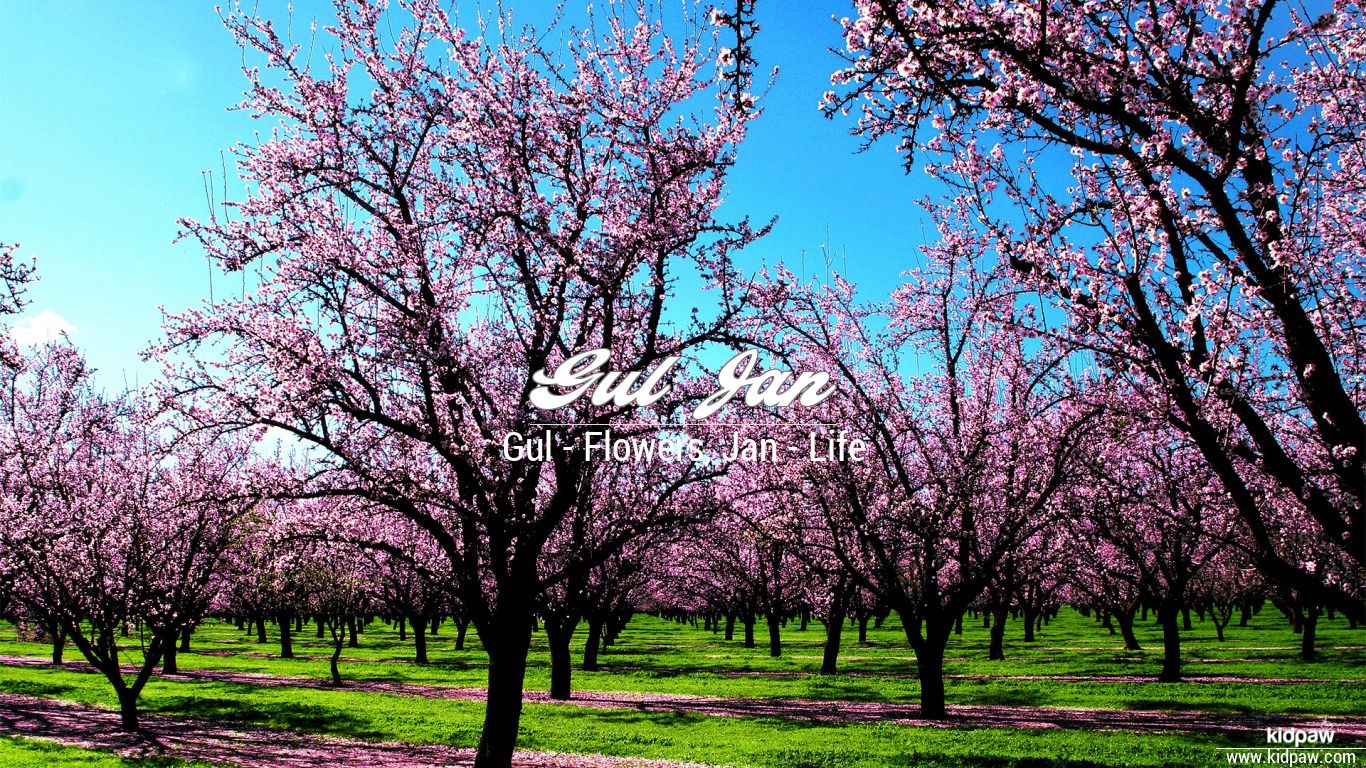 Gul Jan Name Meaning in English & Urdu, Origin, Luck Number