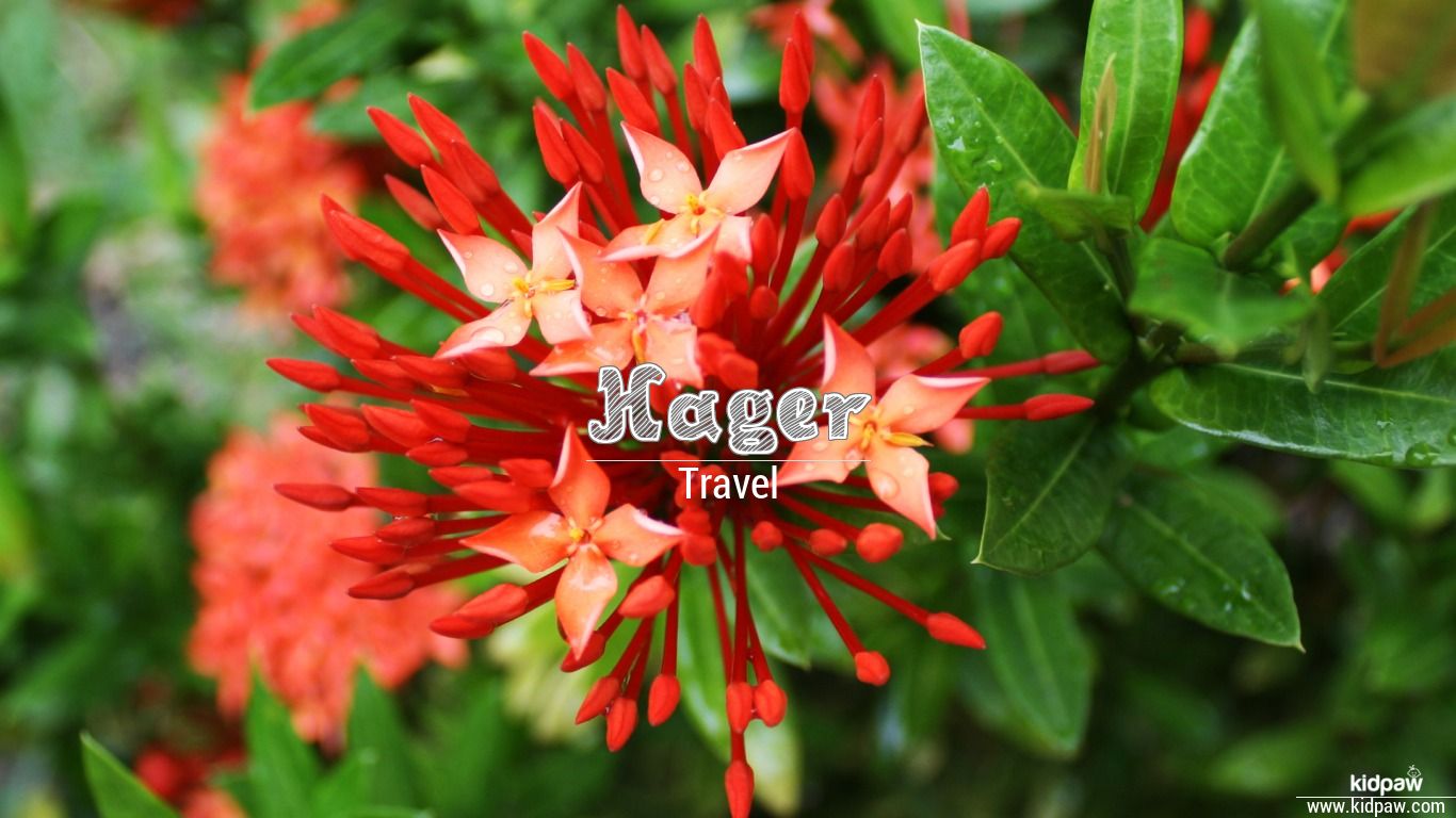 Hager Name Meaning in English & Urdu, Origin, Luck Number