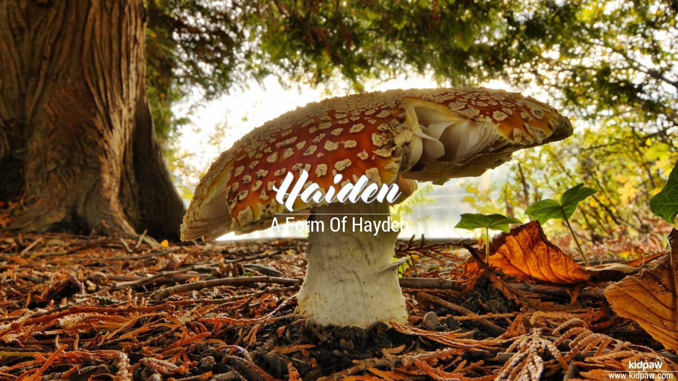 Haiden 3D Name Wallpaper for Mobile, Write Name on Photo Online