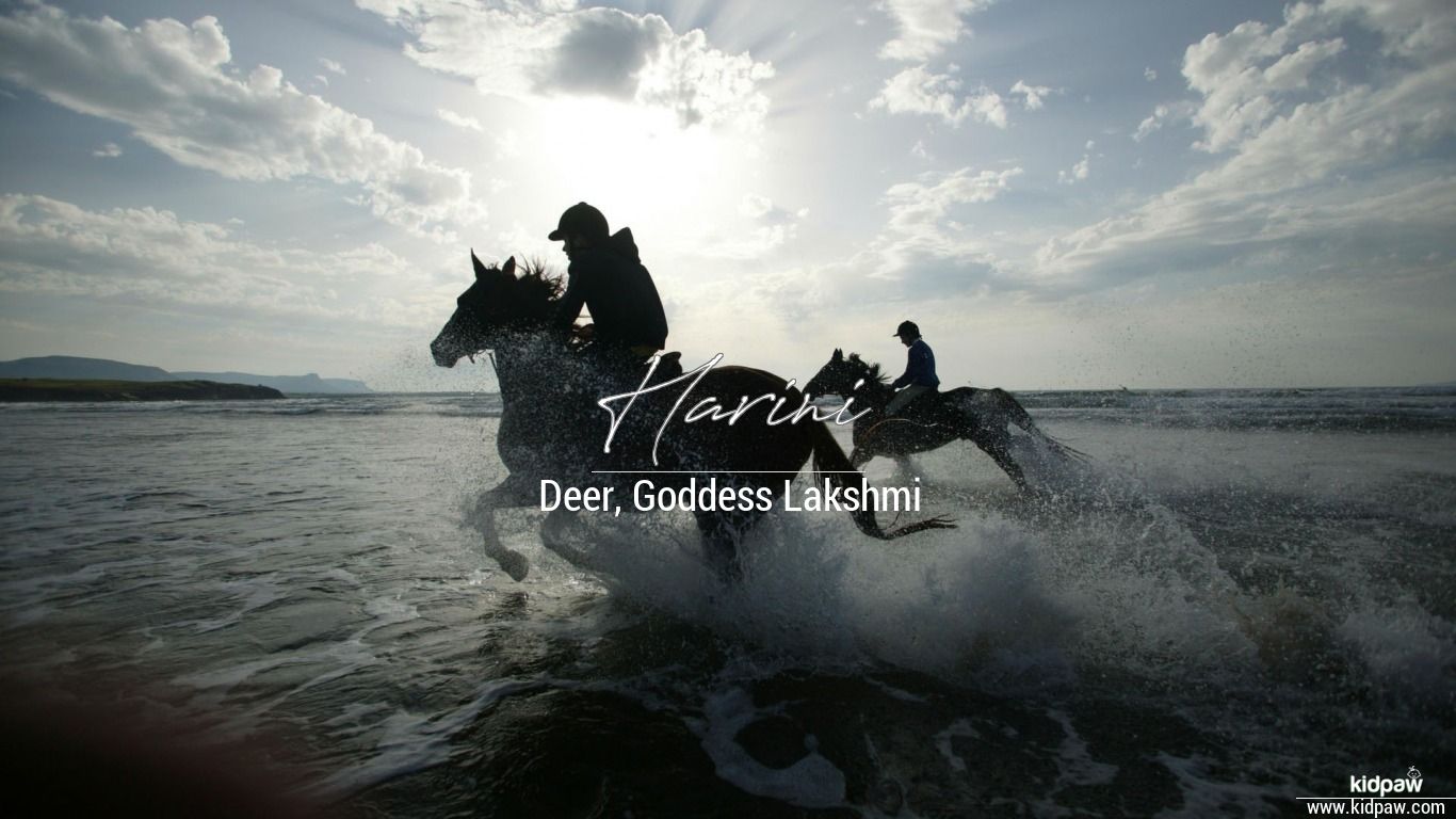 Harini 3D Name Wallpaper for Mobile, Write हरीनी Name on Photo Online