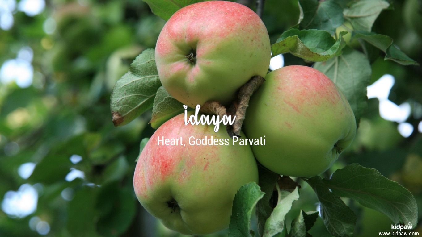 इदया | Idaya Name Meaning in Hindi & English, Rashi, Nakshatra, Origin ...