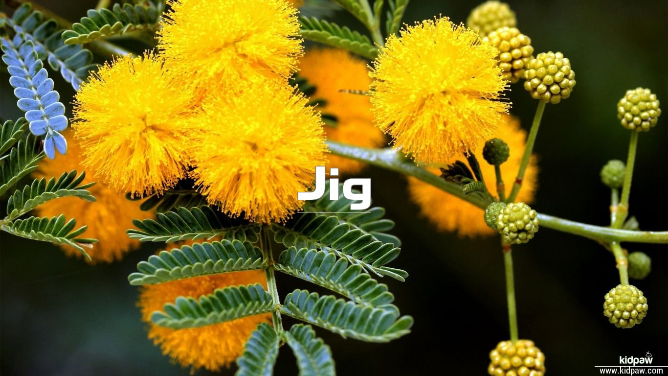 Jig 3D Name Wallpaper for Mobile, Write जिग Name on Photo Online