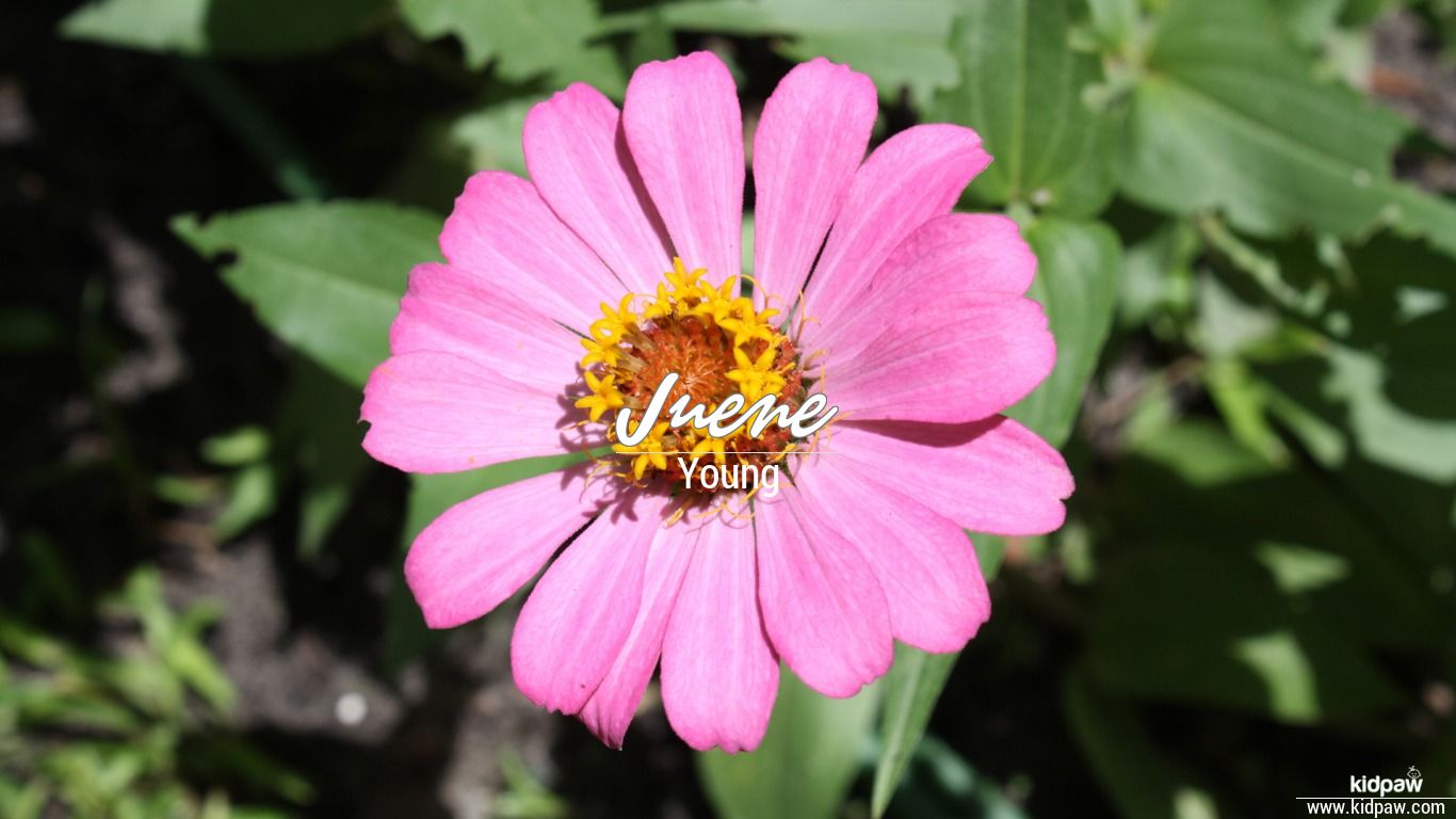 Juene 3D Name Wallpaper for Mobile, Write Name on Photo Online