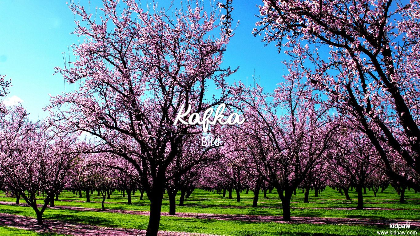 Kafka 3D Name Wallpaper for Mobile, Write Name on Photo Online