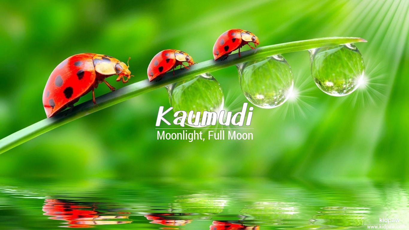 Kaumudi 3D Name Wallpaper for Mobile, Write कौमुदी Name on Photo Online