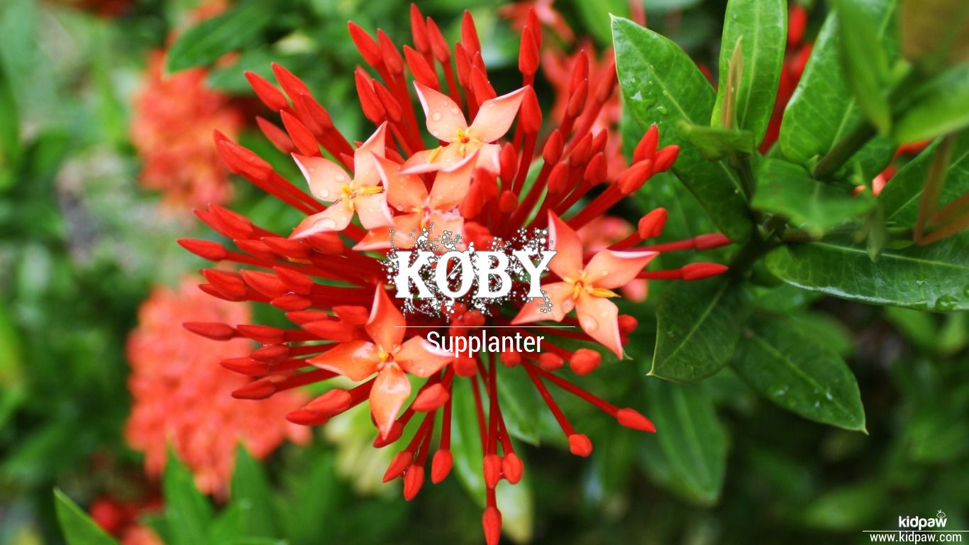 Koby 3D Name Wallpaper for Mobile, Write Name on Photo Online