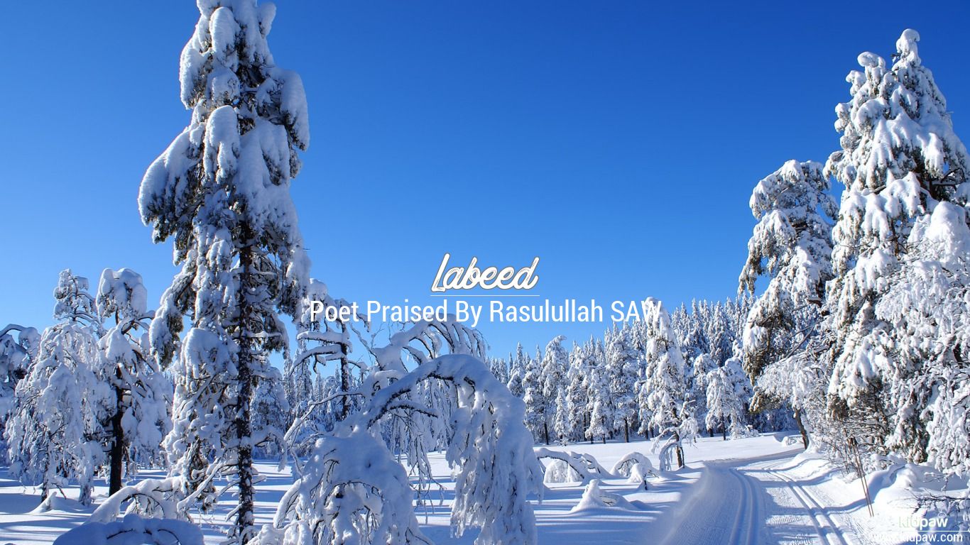 Labeed 3D Name Wallpaper for Mobile, Write لبید Name on Photo Online