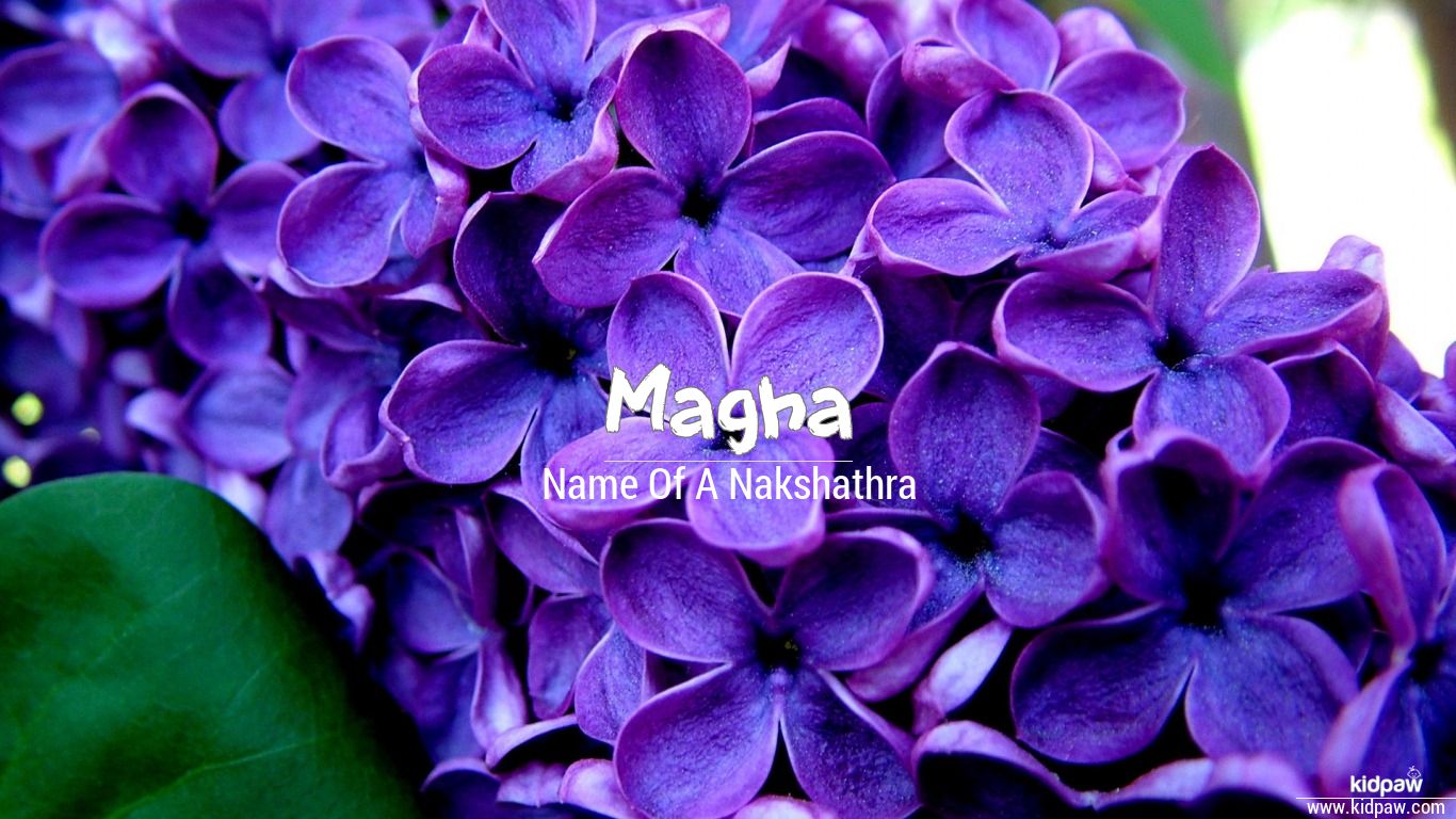 Magha 3D Name Wallpaper for Mobile, Write माघा Name on Photo Online