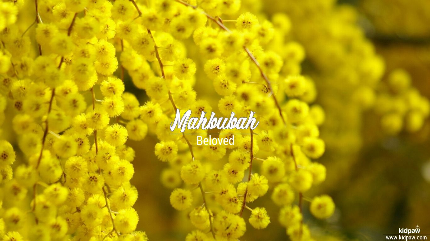 Mahbubah 3D Name Wallpaper for Mobile, Write محبوبہ Name on Photo Online