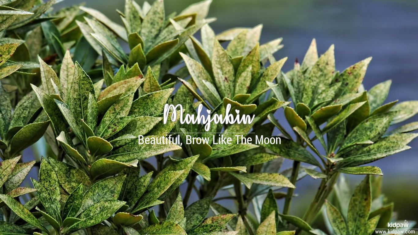 Mahjabin 3D Name Wallpaper for Mobile, Write مہجابین Name on Photo Online