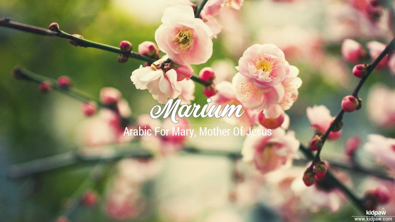 Marium 3D Name Wallpaper for Mobile, Write مریم Name on Photo Online