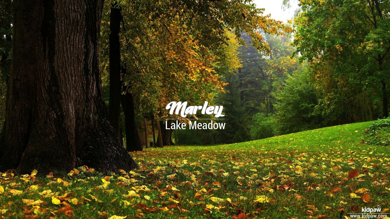 Marley Name Meaning in Urdu نام کی تفصیل، لکی نمبر
