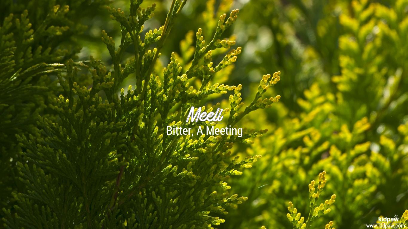 Meeli 3D Name Wallpaper for Mobile, Write मिली Name on Photo Online