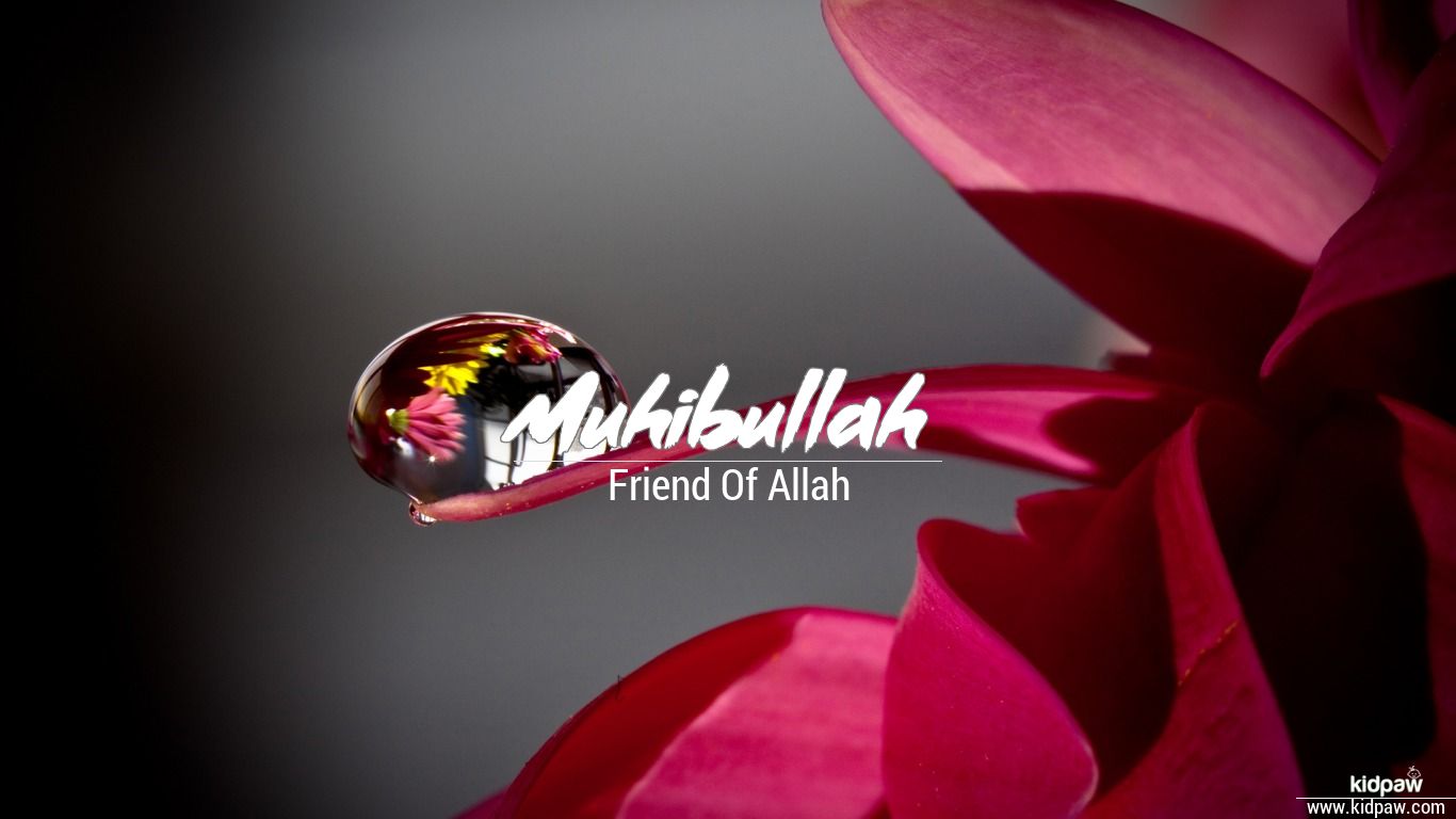 Muhibullah Name Meaning in English & Urdu, Origin, Luck Number