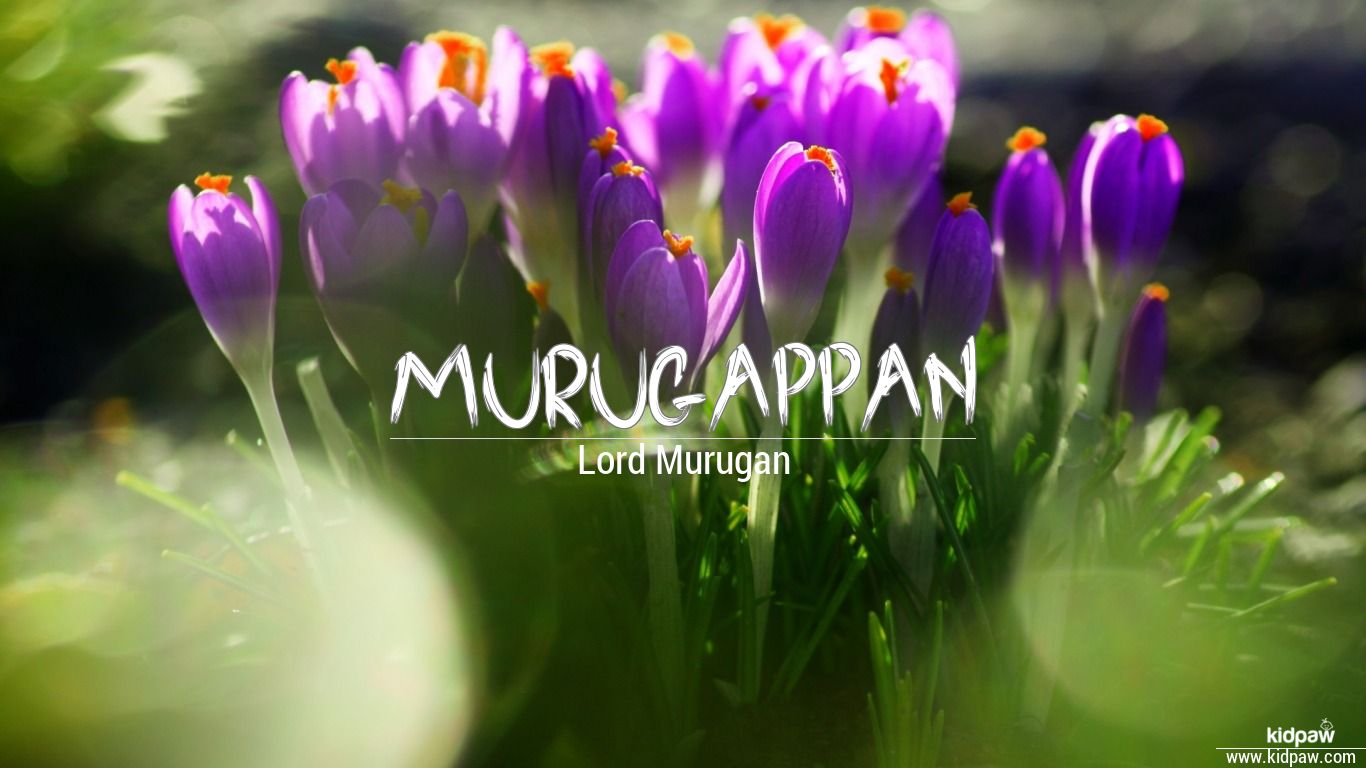Murugappan 3D Name Wallpaper for Mobile, Write मुरुगप्पण Name on Photo ...