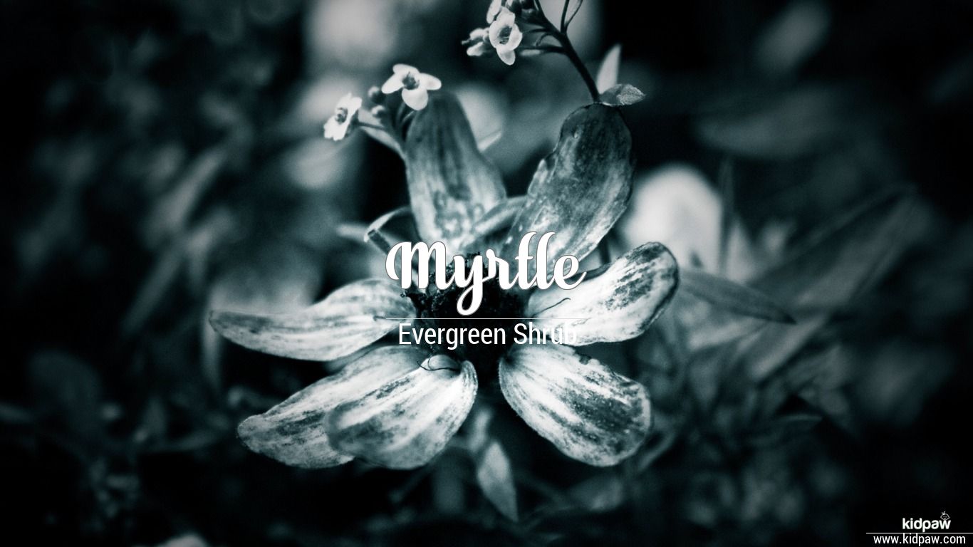 Myrtle 3D Name Wallpaper for Mobile, Write Name on Photo Online