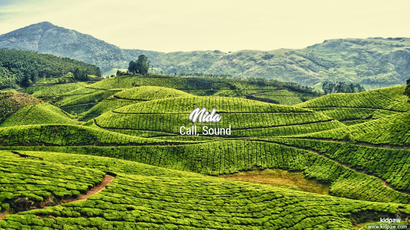 Nida Name Meaning in English & Urdu, Origin, Luck Number