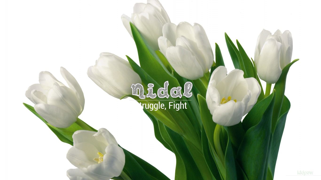 Nidal Name Meaning in English & Urdu, Origin, Luck Number